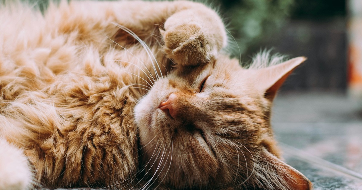 Gatti: l'origine genetica dietro le fusa