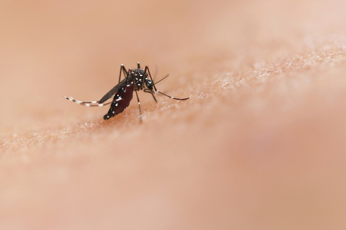 Le zanzare possono imparare a ignorare il repellente Deet