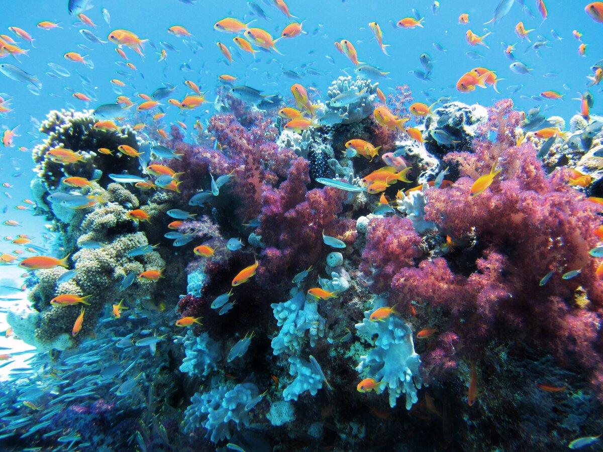 I coralli hanno un orologio ormonale simile a quello umano