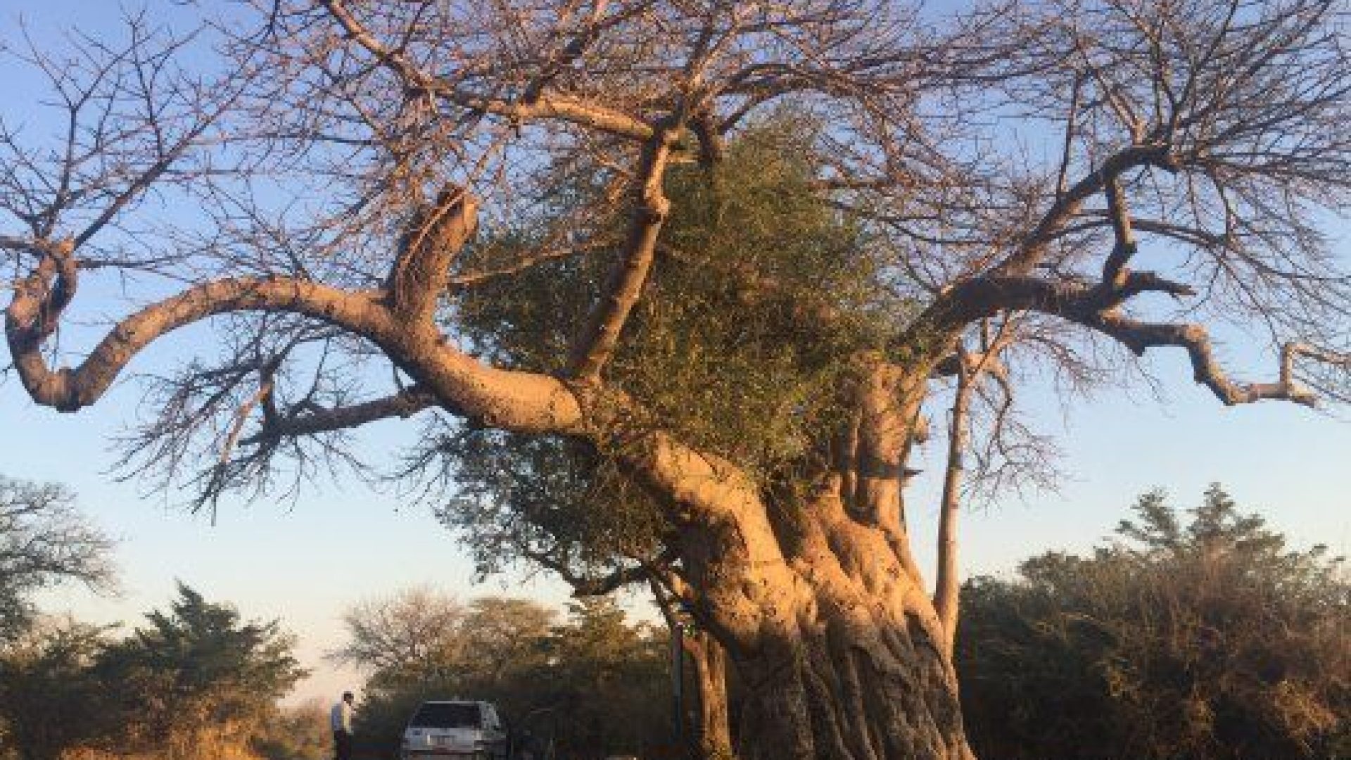 Big Tree: il baobab gigante dello Zimbabwe ha finalmente un'età ed è ...