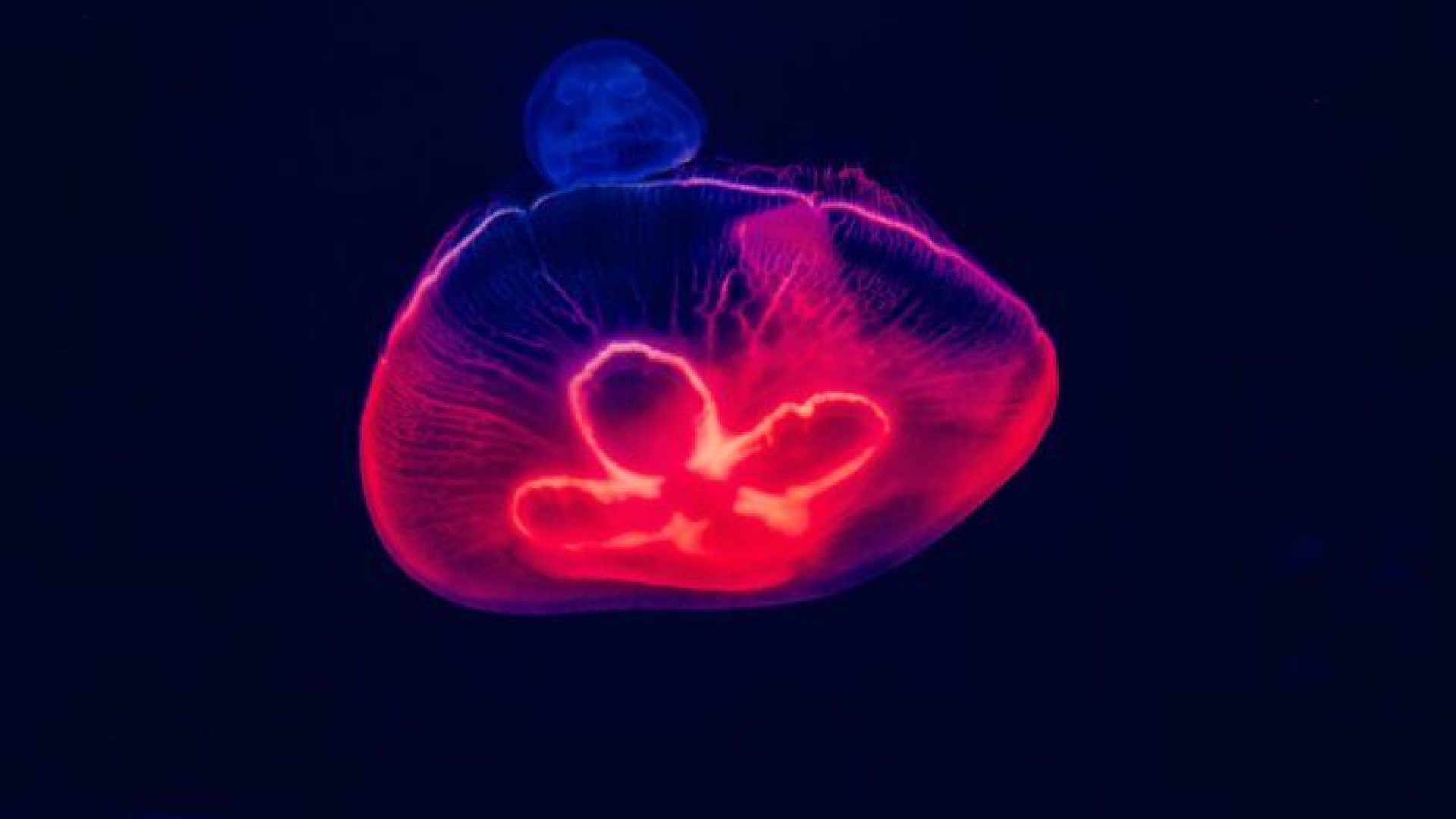 Medusa gigante super rara catturata in video in California